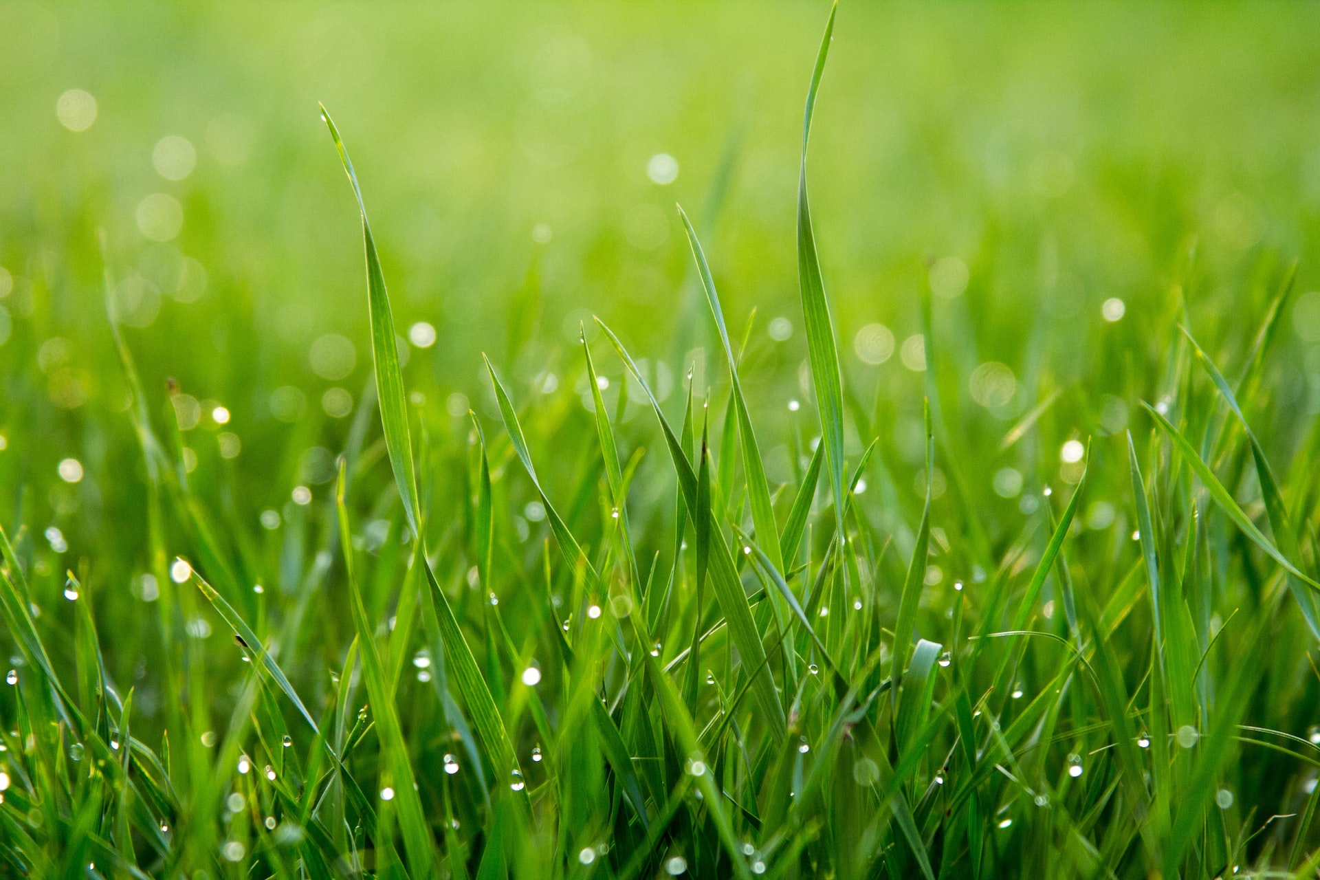 How To Fertilise Your Lawn 101: A Quick Guide | EZ-FLO Australia